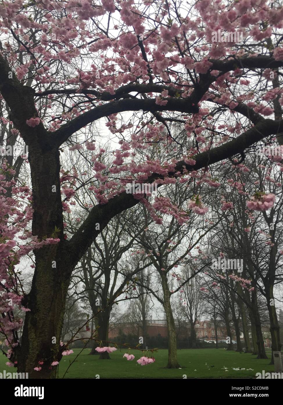 Cherry trees in bloom Stock Photo - Alamy