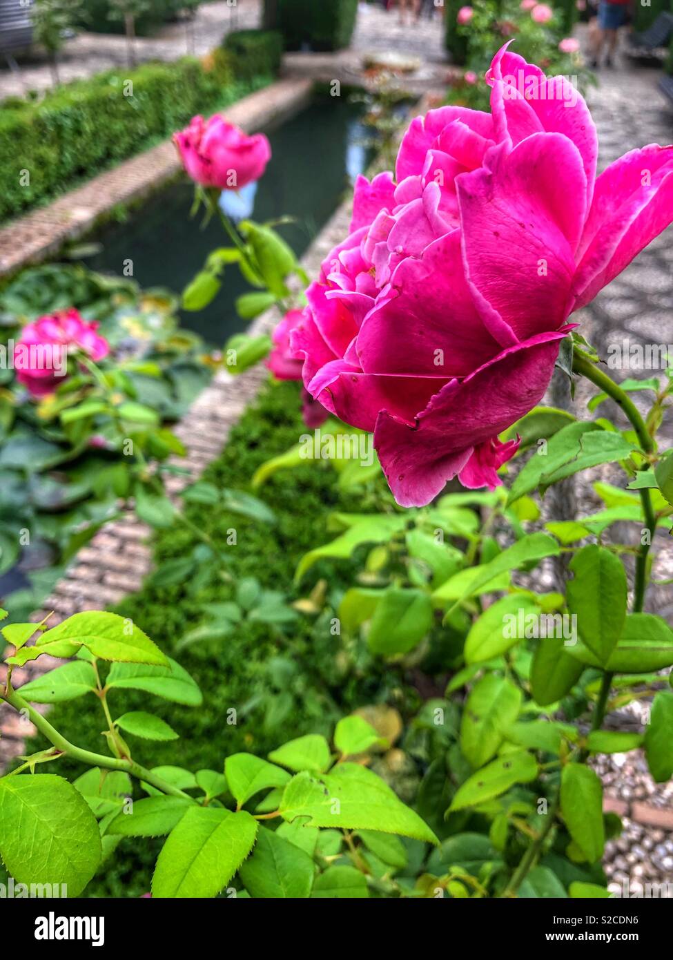 Fuchsia Colour High Resolution Stock Photography and Images - Alamy