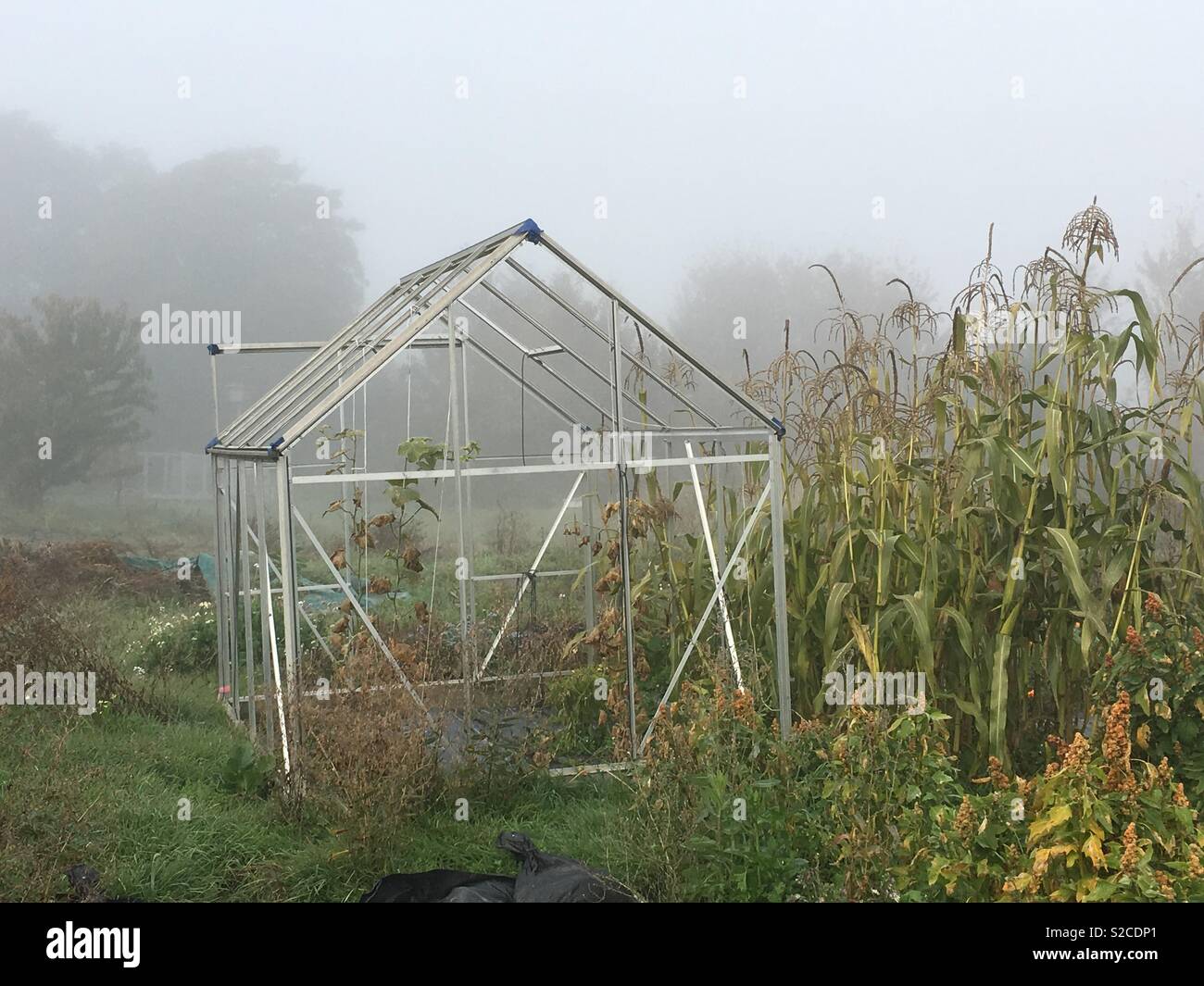 Misty greenhouse hi-res stock photography and images - Alamy
