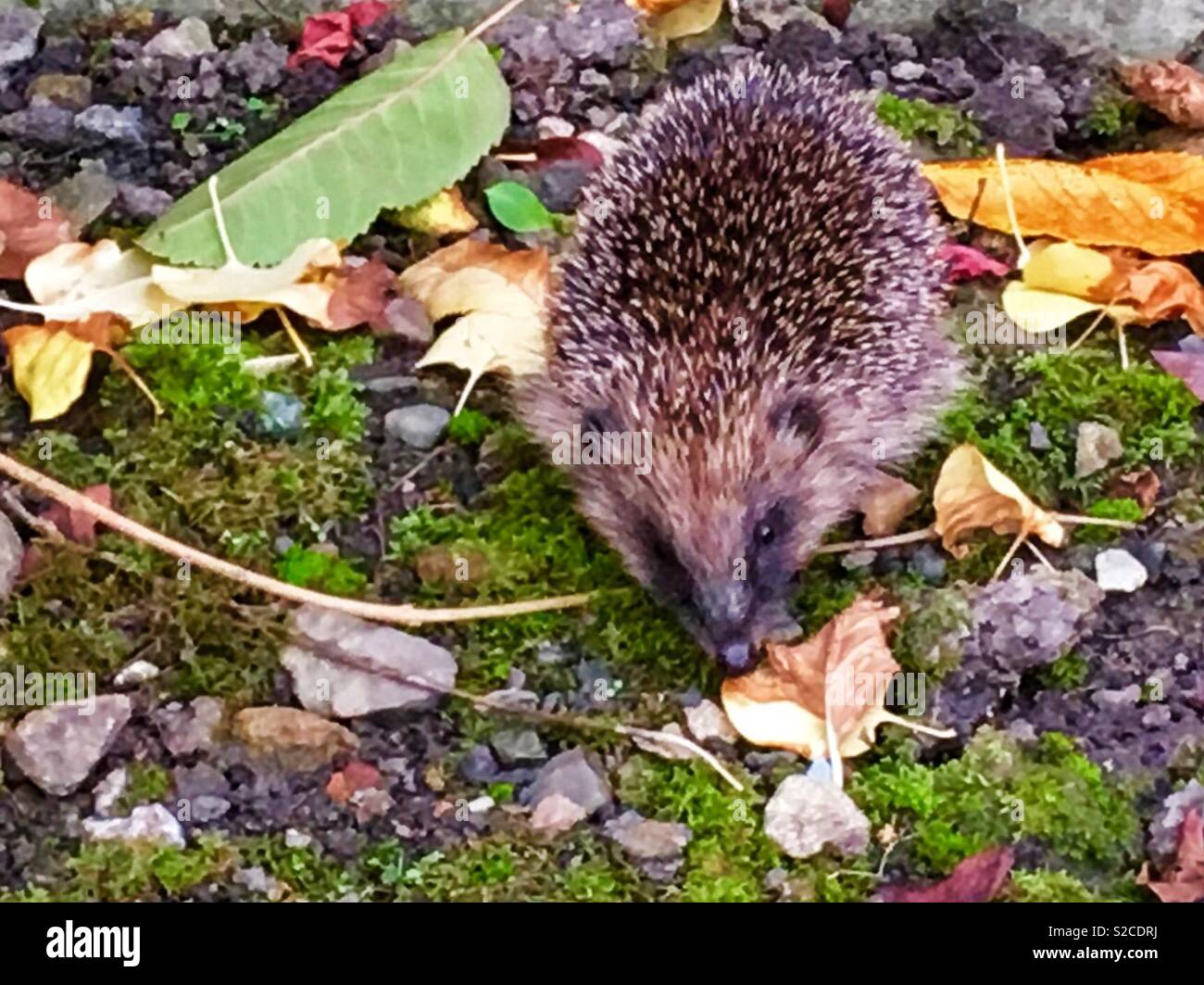 Hedgehog in leaves hi-res stock photography and images - Alamy