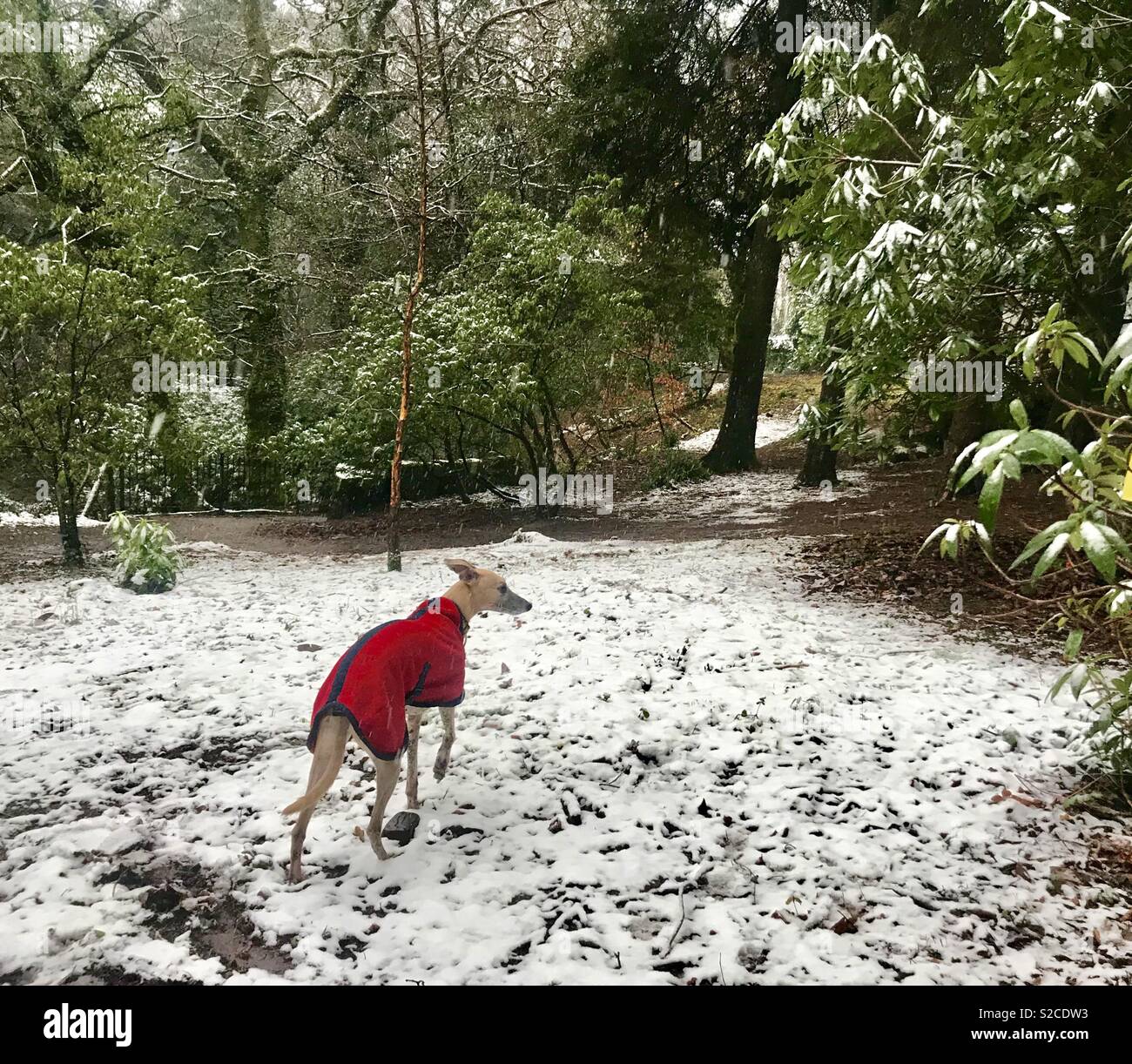 Christmas walk hi-res stock photography and images - Alamy