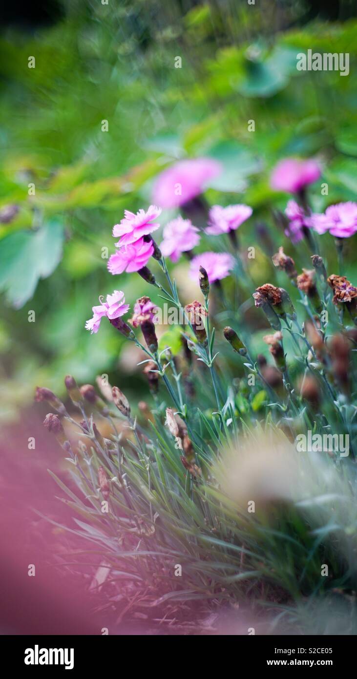 Nice tiny flowers Stock Photo - Alamy