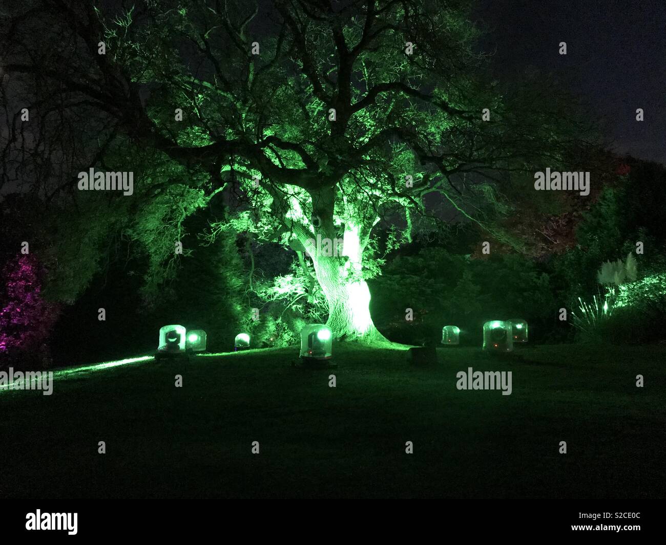 Tree at night Stock Photo - Alamy