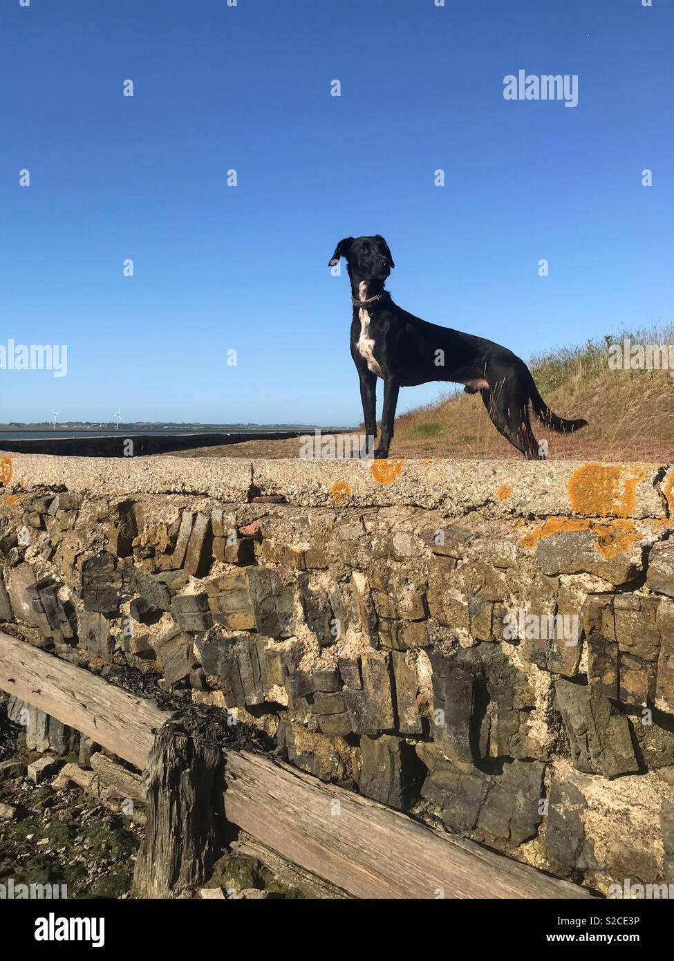 Sea Front Dog Stock Photo - Alamy