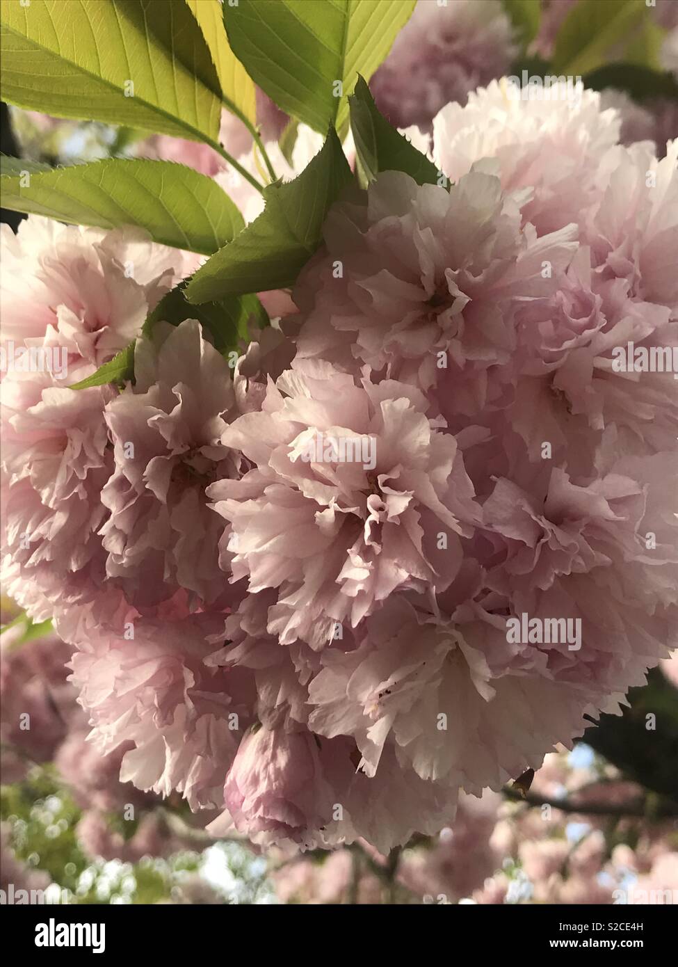 Pretty blooms hi-res stock photography and images - Alamy