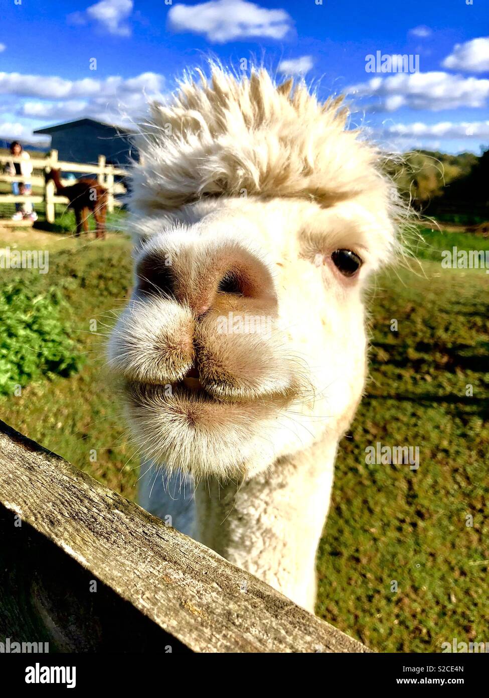 Lama selfie hi-res stock photography and images - Alamy