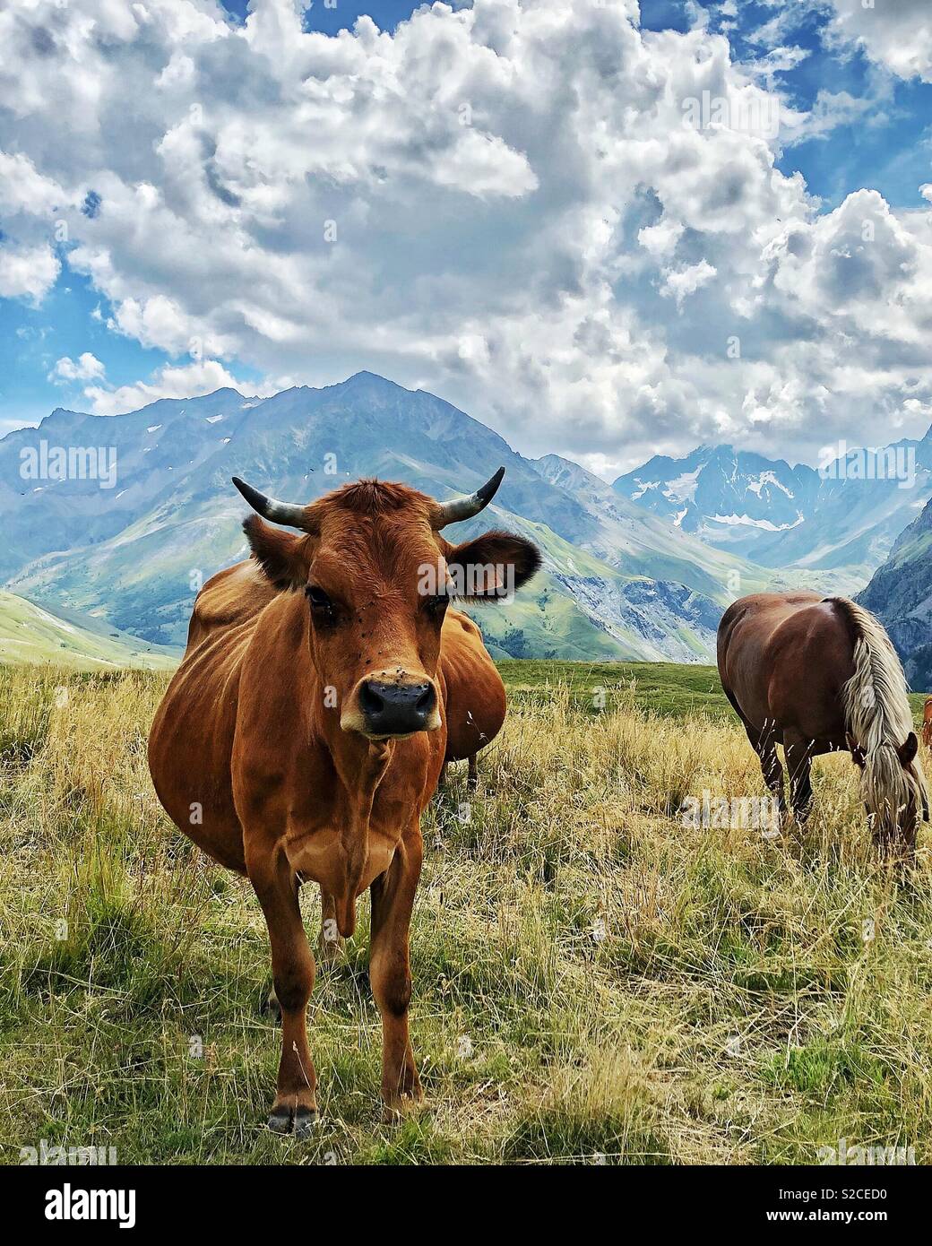 Cow and a pony in the French Alps Stock Photo - Alamy