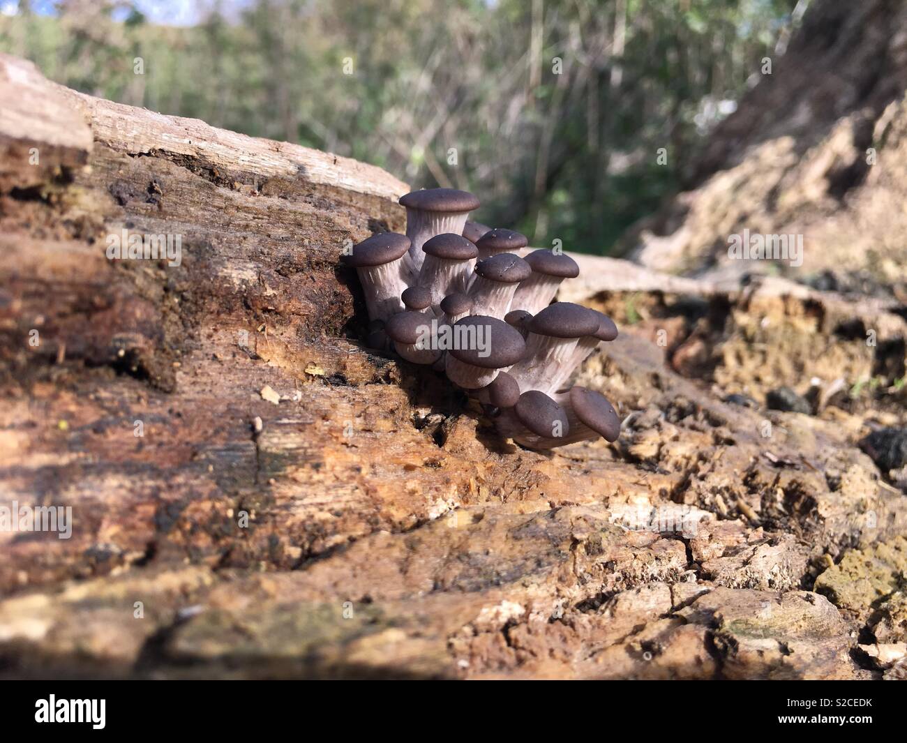 Foraging for fungi hi-res stock photography and images - Alamy