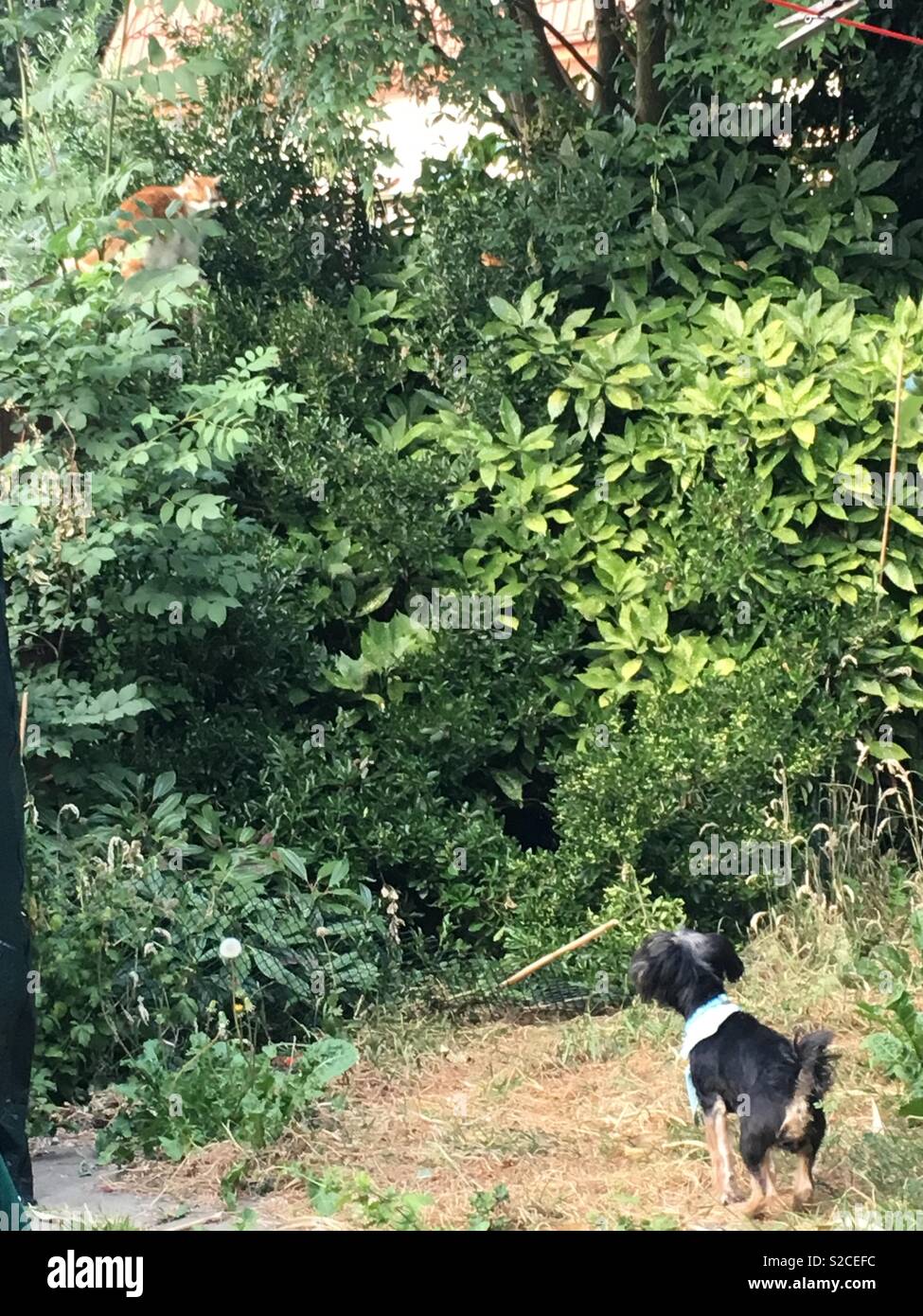 Cat and dog Stock Photo - Alamy