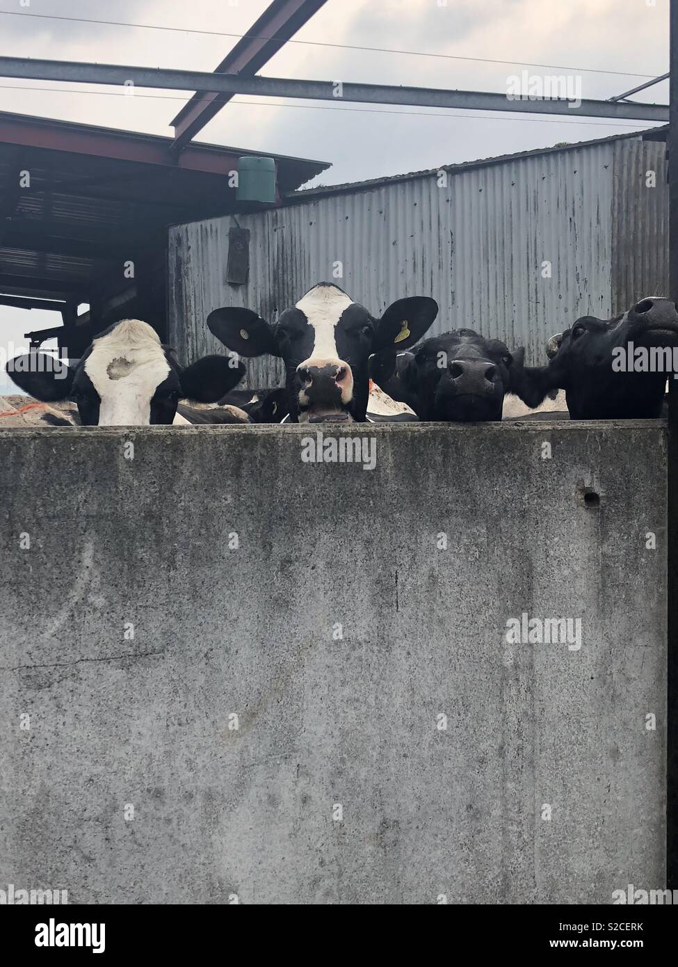 Moo cow hi-res stock photography and images - Alamy