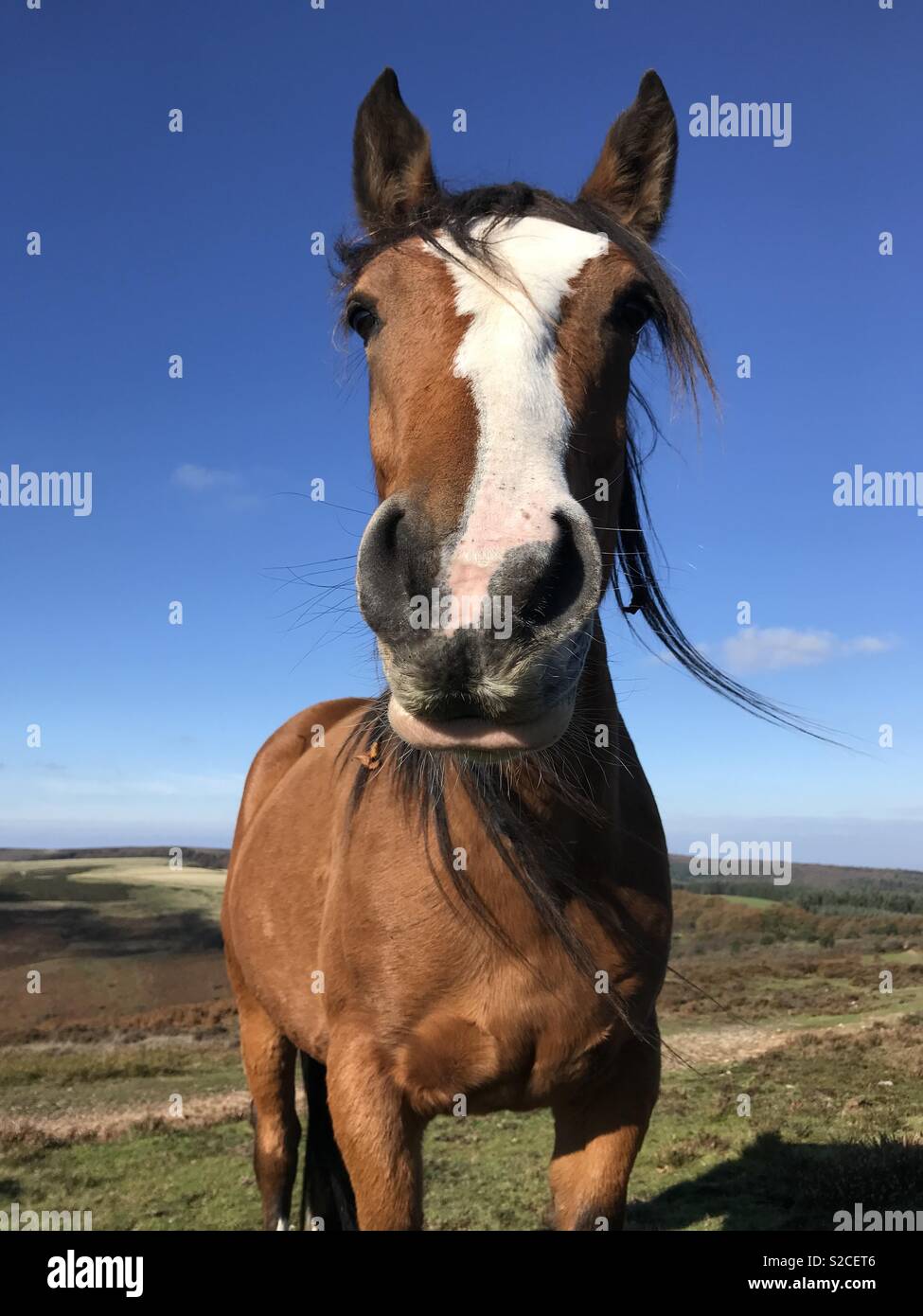 Horsing Around High Resolution Stock Photography and Images - Alamy