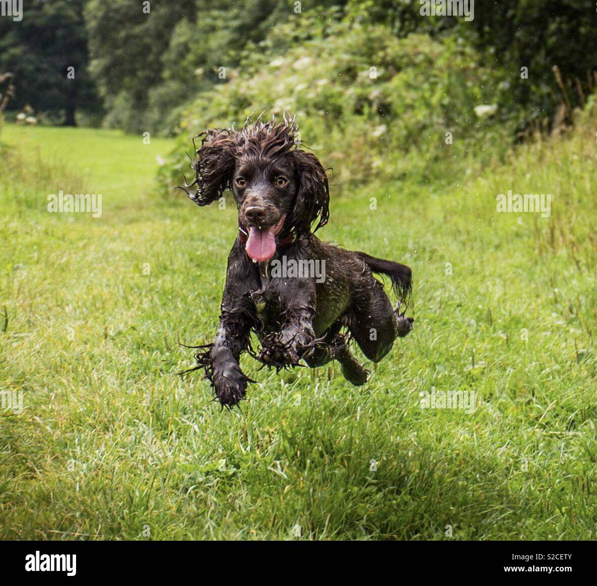 Walkies - such fun !!! Stock Photo - Alamy