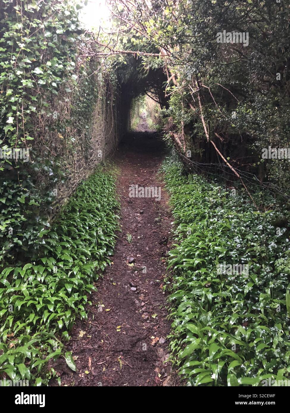 Tunnel overgrown hi-res stock photography and images - Alamy