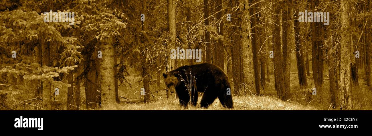 Peekaboo! Canadian Wild Brown Bear Stock Photo - Alamy