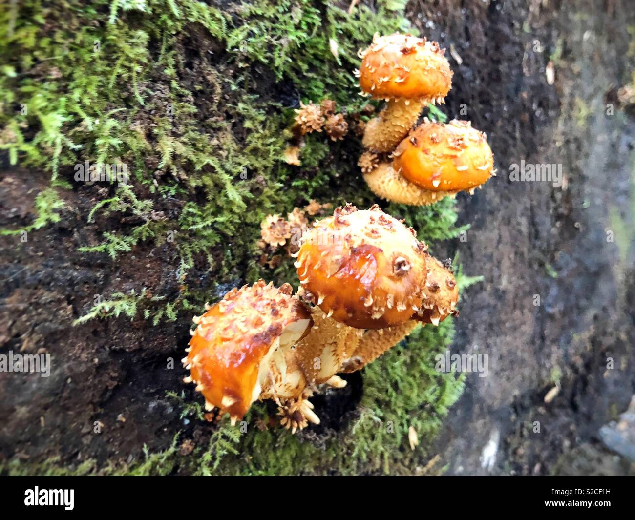 Pholiota mushrooms hi-res stock photography and images - Alamy