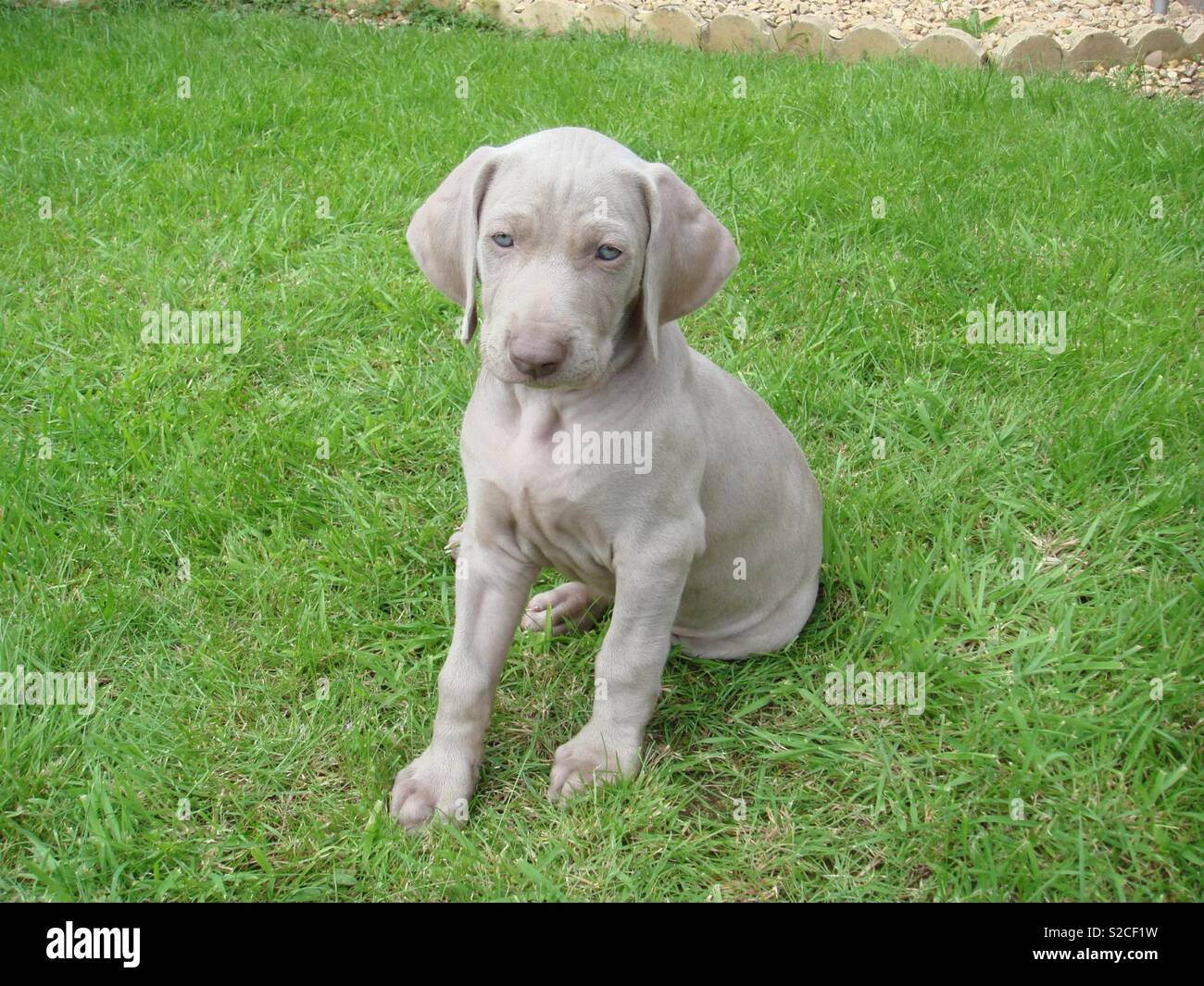 Weim hi-res stock photography and images - Alamy