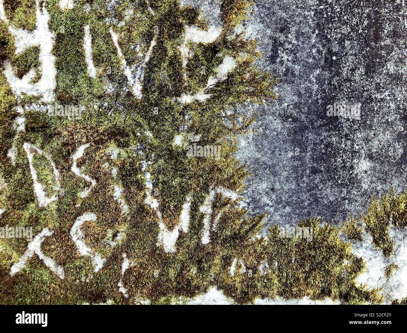 Moss Graffiti On Walls