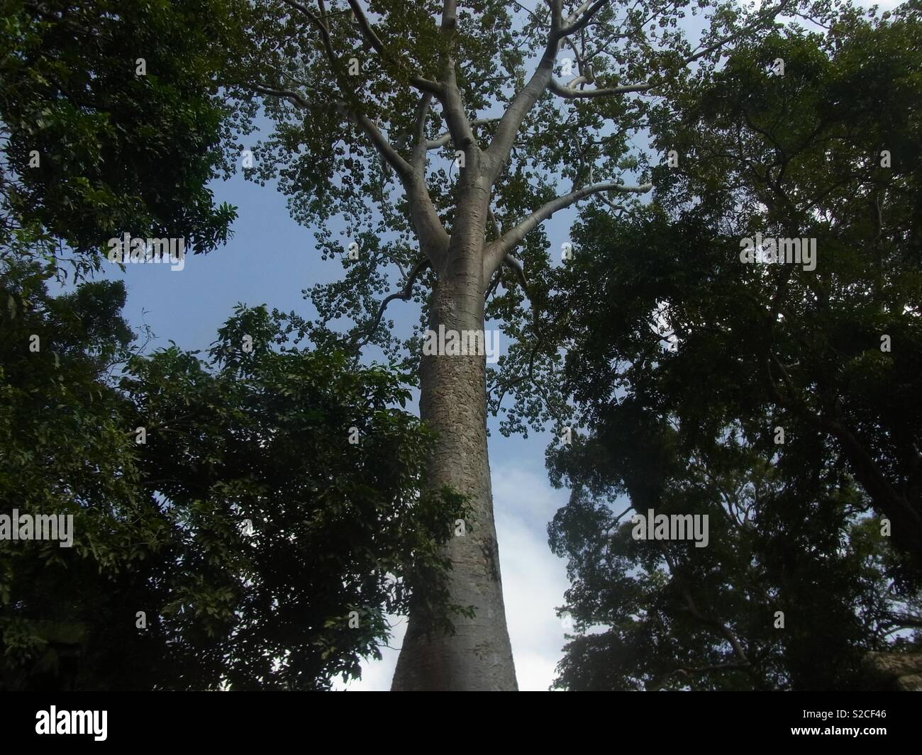 Tree in Cambodia Stock Photo - Alamy