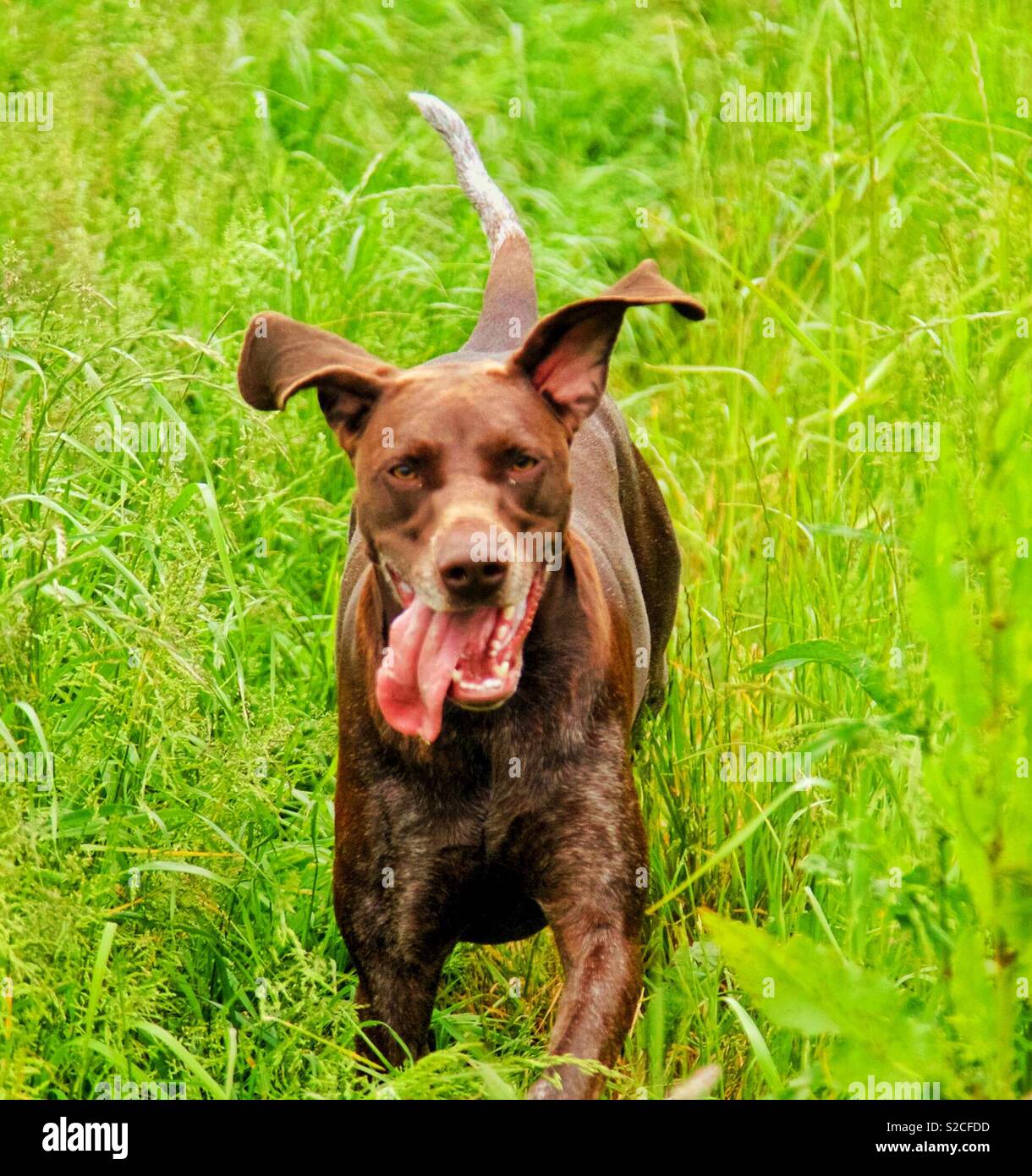 GSP German Shorthaired pointer Stock Photo - Alamy