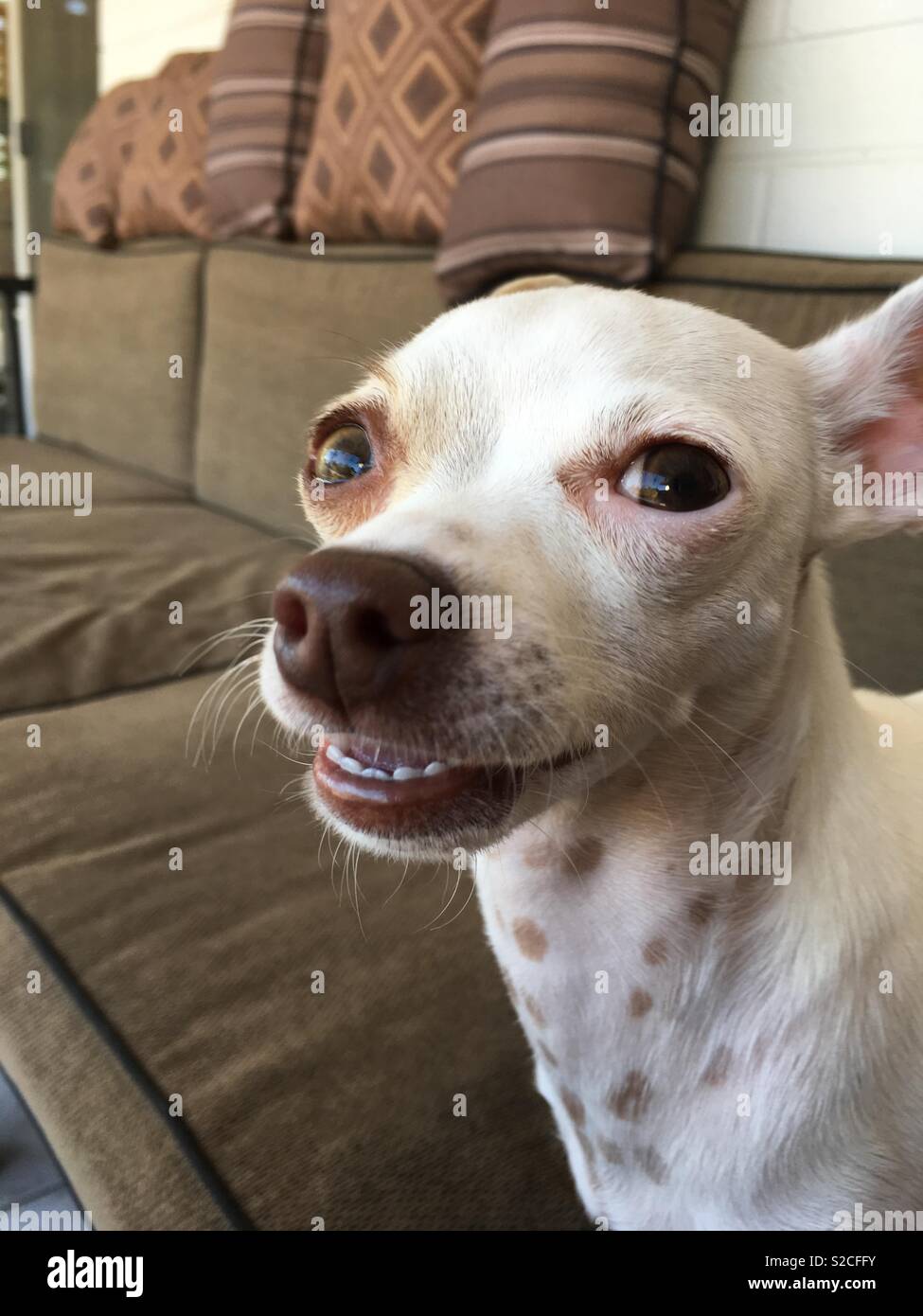 Smiling chihuahua hi-res stock photography and images - Alamy