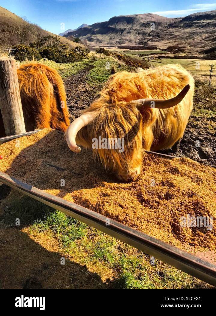 Daisy angus hi-res stock photography and images - Alamy