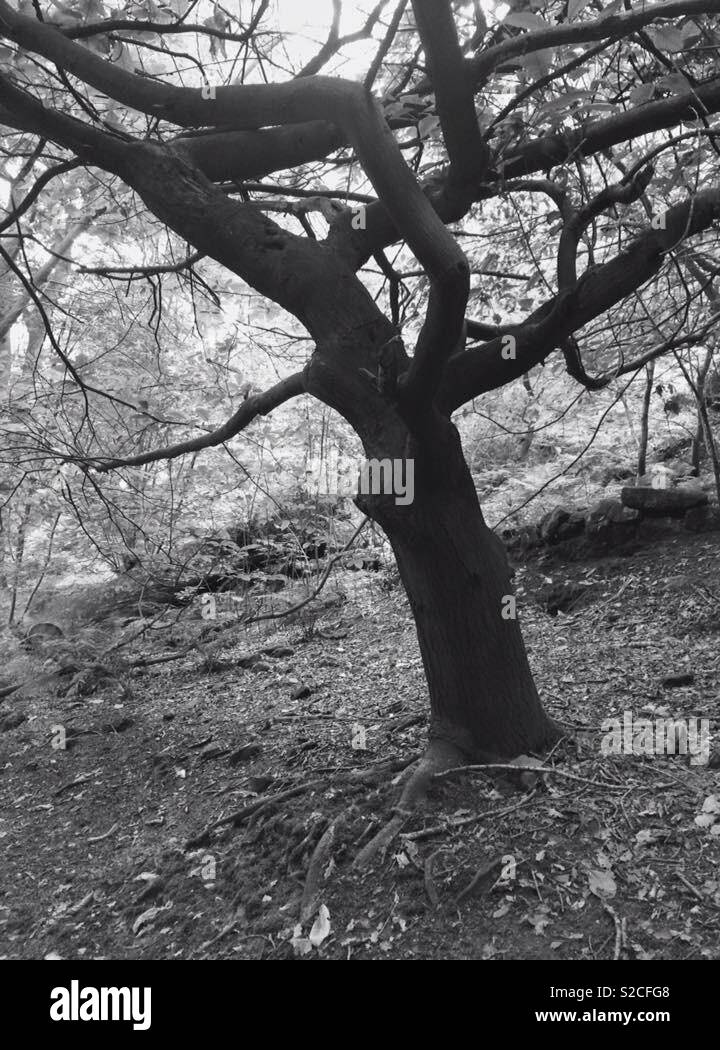 Spooky tree gloomy stockimo hi-res stock photography and images - Alamy
