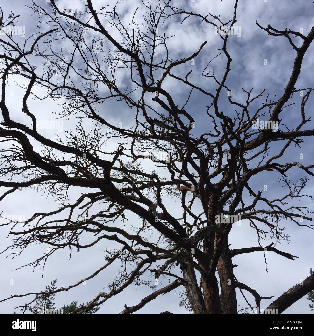 Tree and sky Stock Photo - Alamy