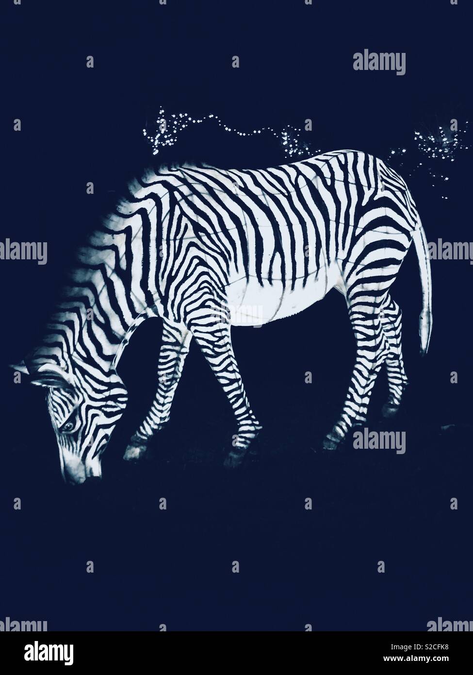 Zoo chester zebra hi-res stock photography and images - Alamy