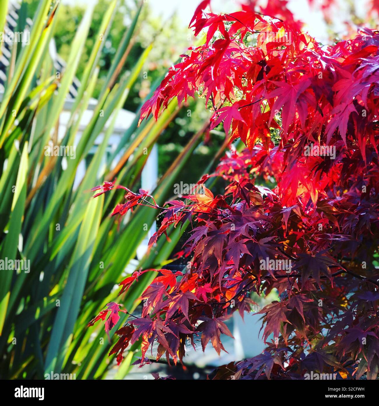 Colourfull tree hi-res stock photography and images - Alamy