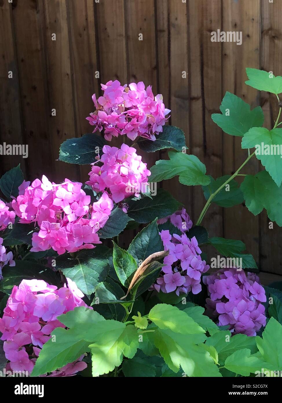 Pink hydrangeas hi-res stock photography and images - Alamy