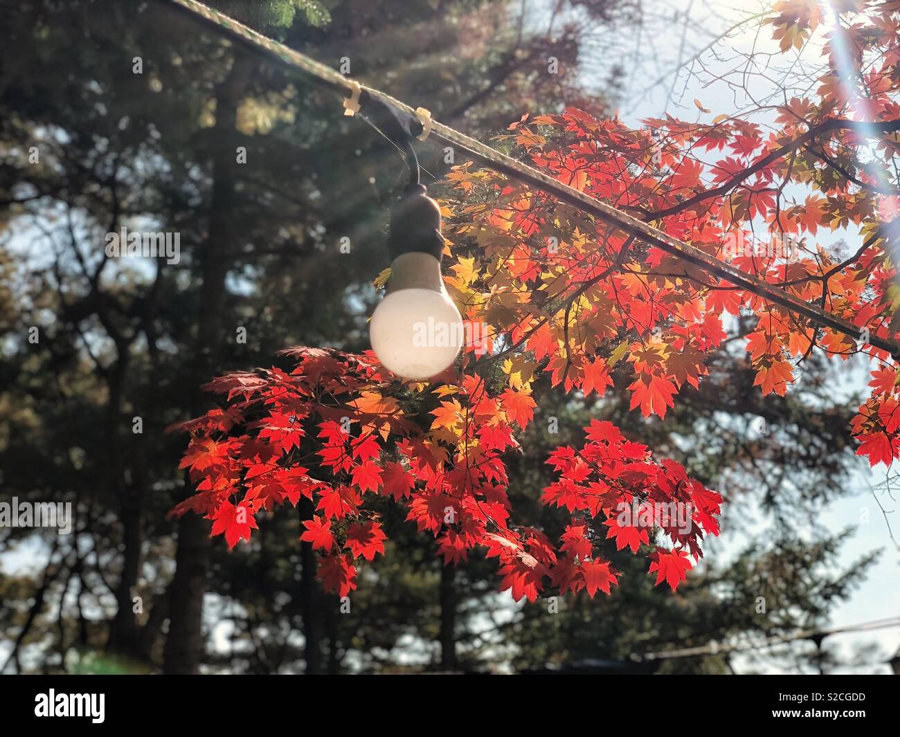 Palmate hi-res stock photography and images - Alamy