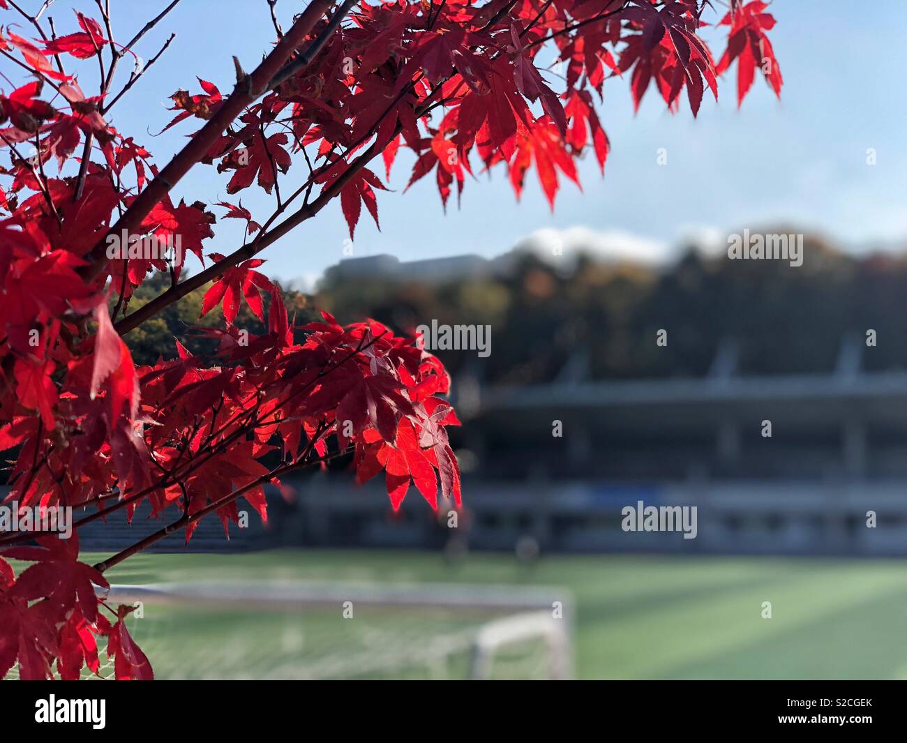 Palmate maple hi-res stock photography and images - Alamy