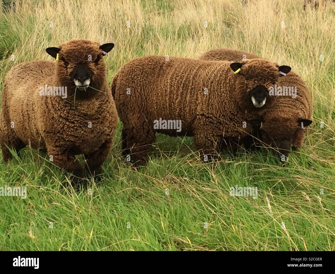 Ryeland hi-res stock photography and images - Alamy