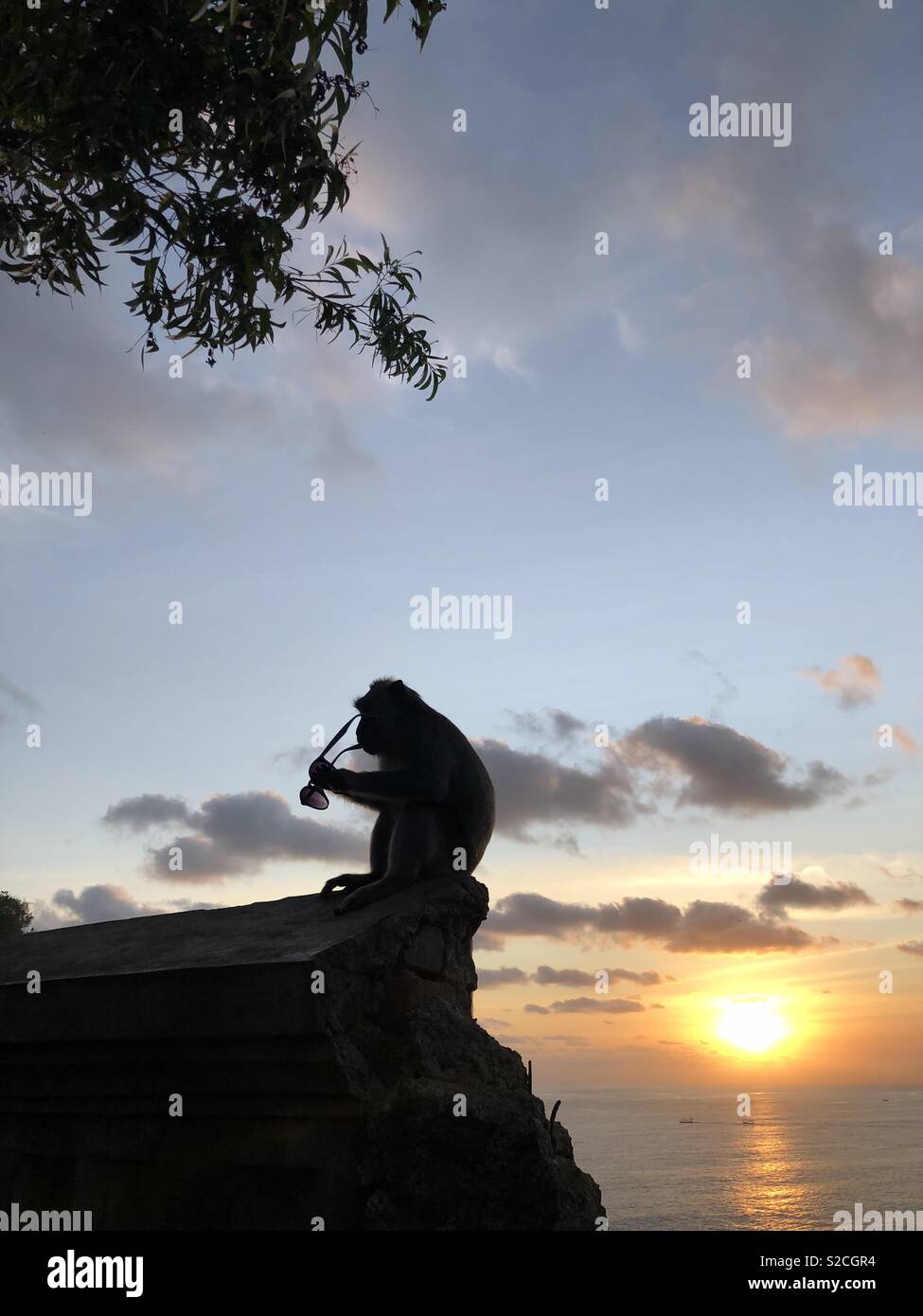 Monkey at sunset hi-res stock photography and images - Alamy