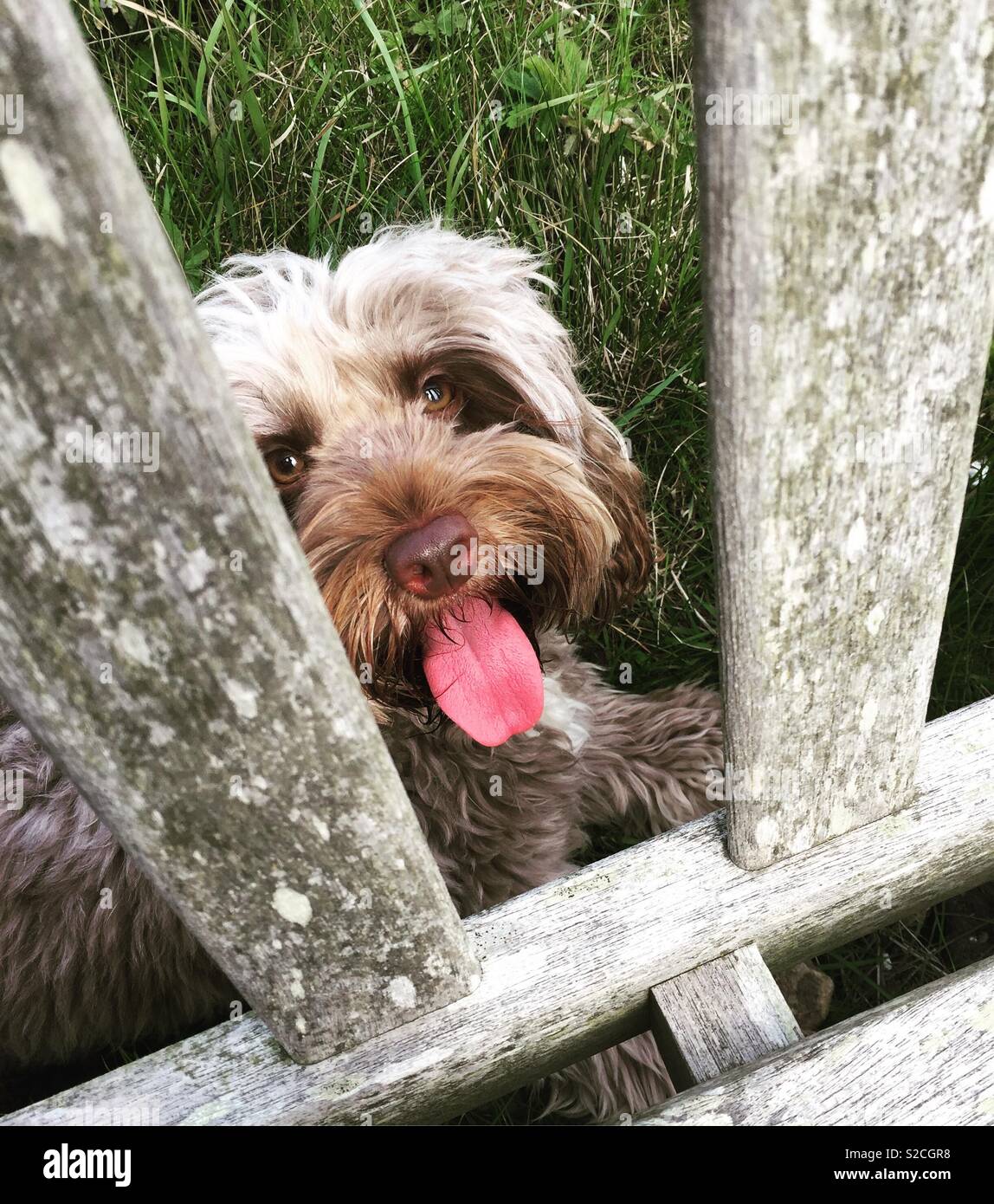 Cockapoo dog hi-res stock photography and images - Alamy