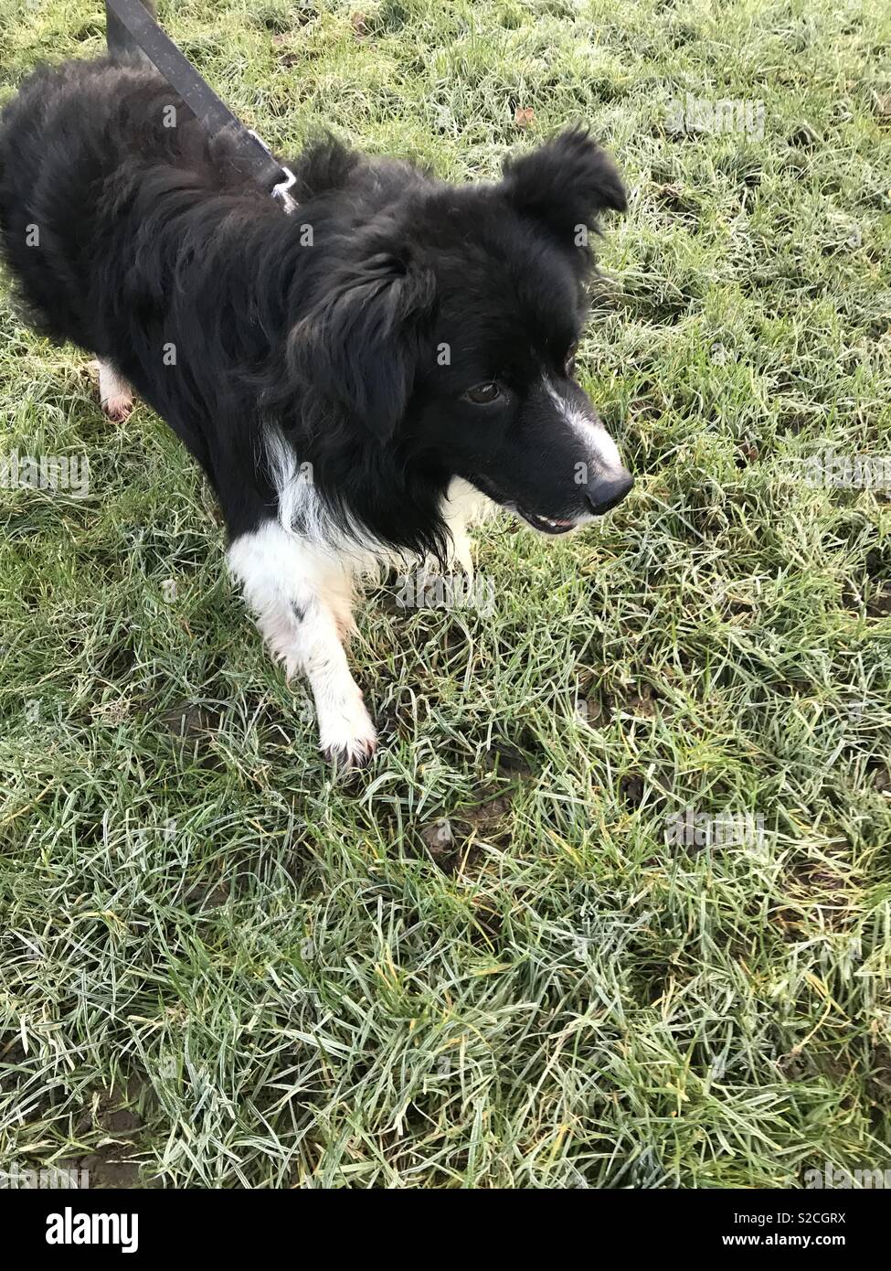 French farm dog hi-res stock photography and images - Alamy