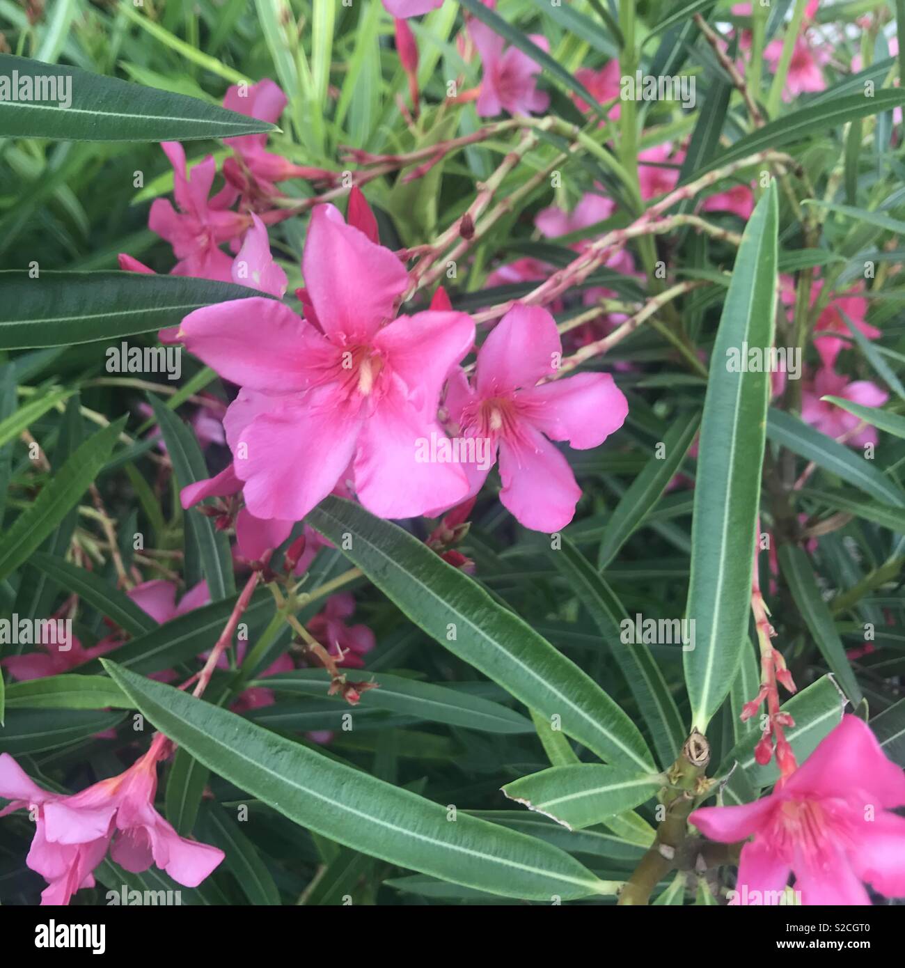Native Mexican Flowers