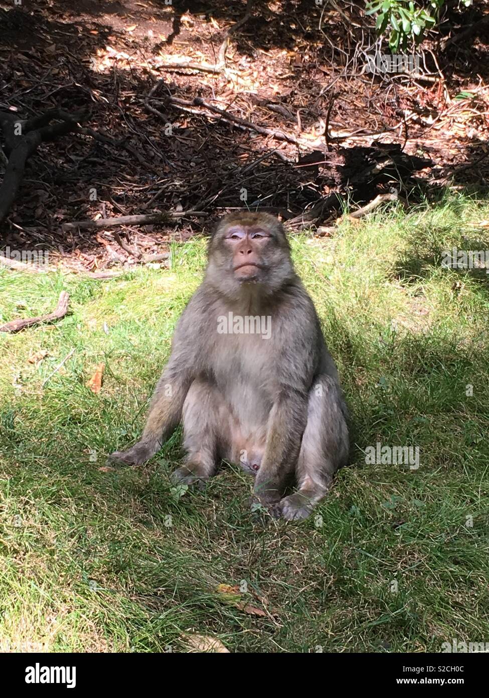 Thoughtful monkey hi-res stock photography and images - Alamy