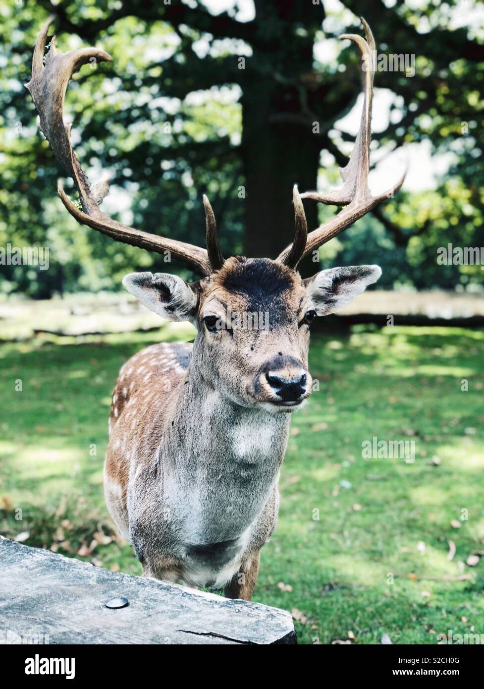 Male deer under a oak tree in British national trust woodland Stock ...