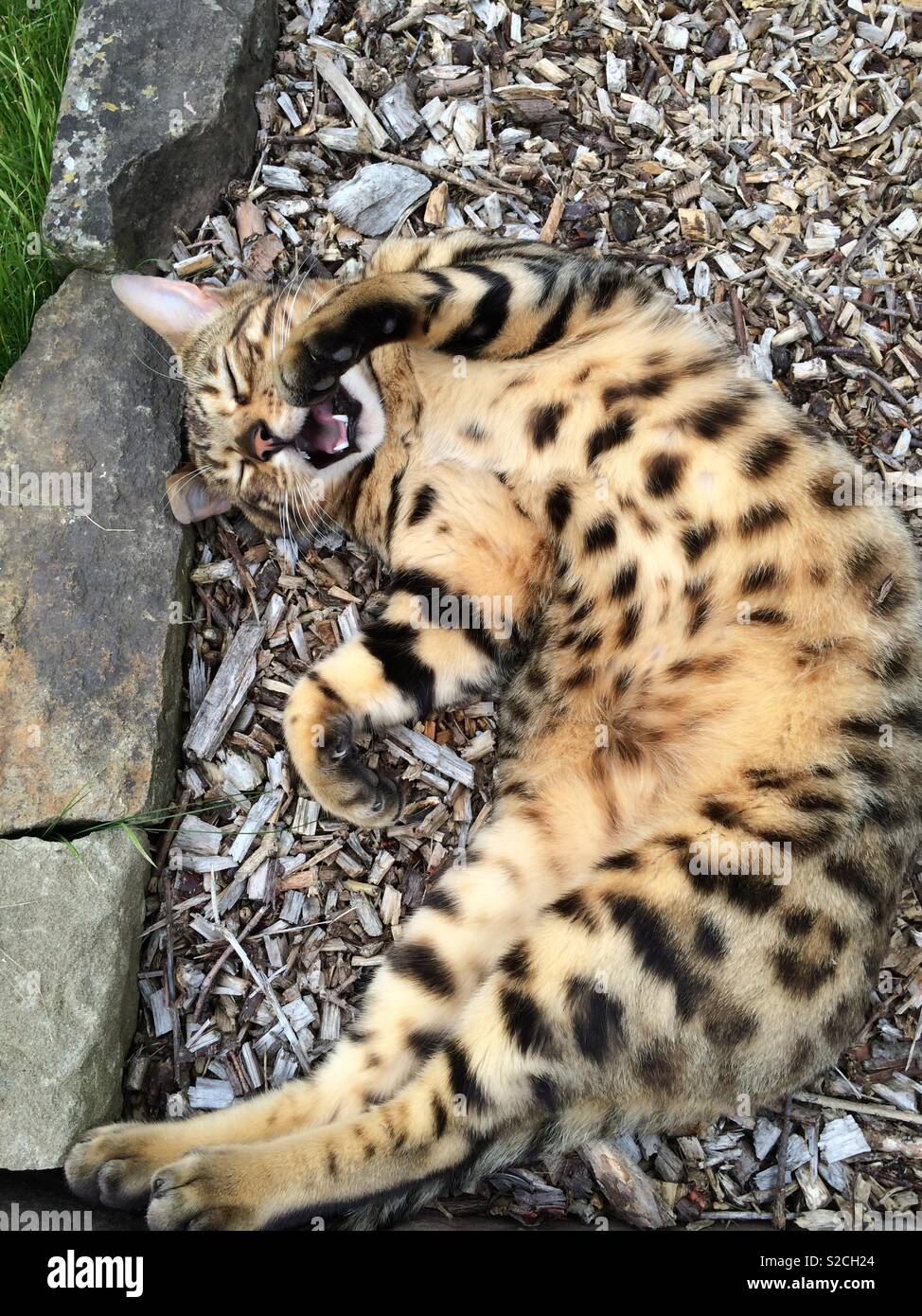 Bengal car hi-res stock photography and images - Alamy