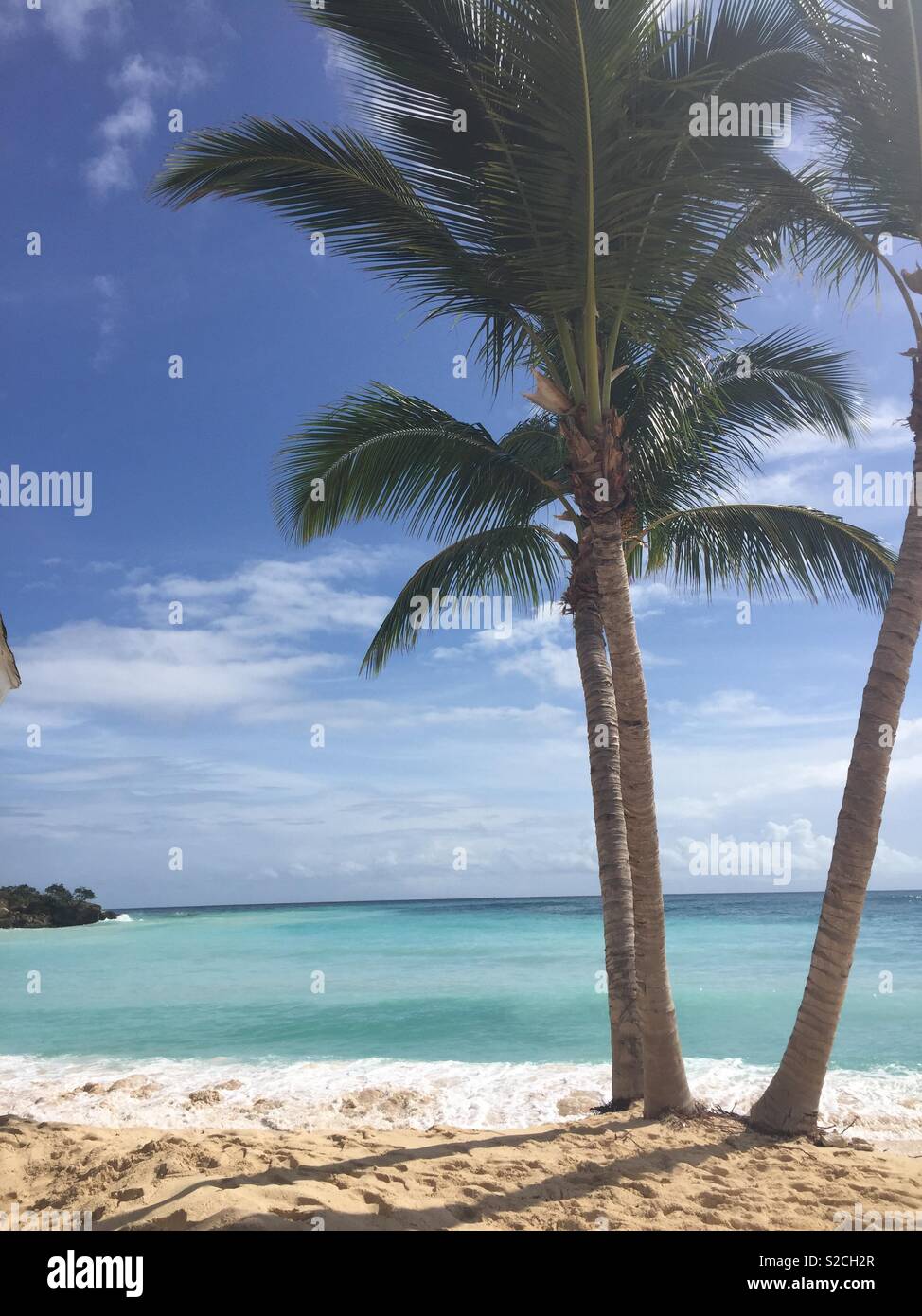 Palm trees on a Caribbean Beach Stock Photo - Alamy