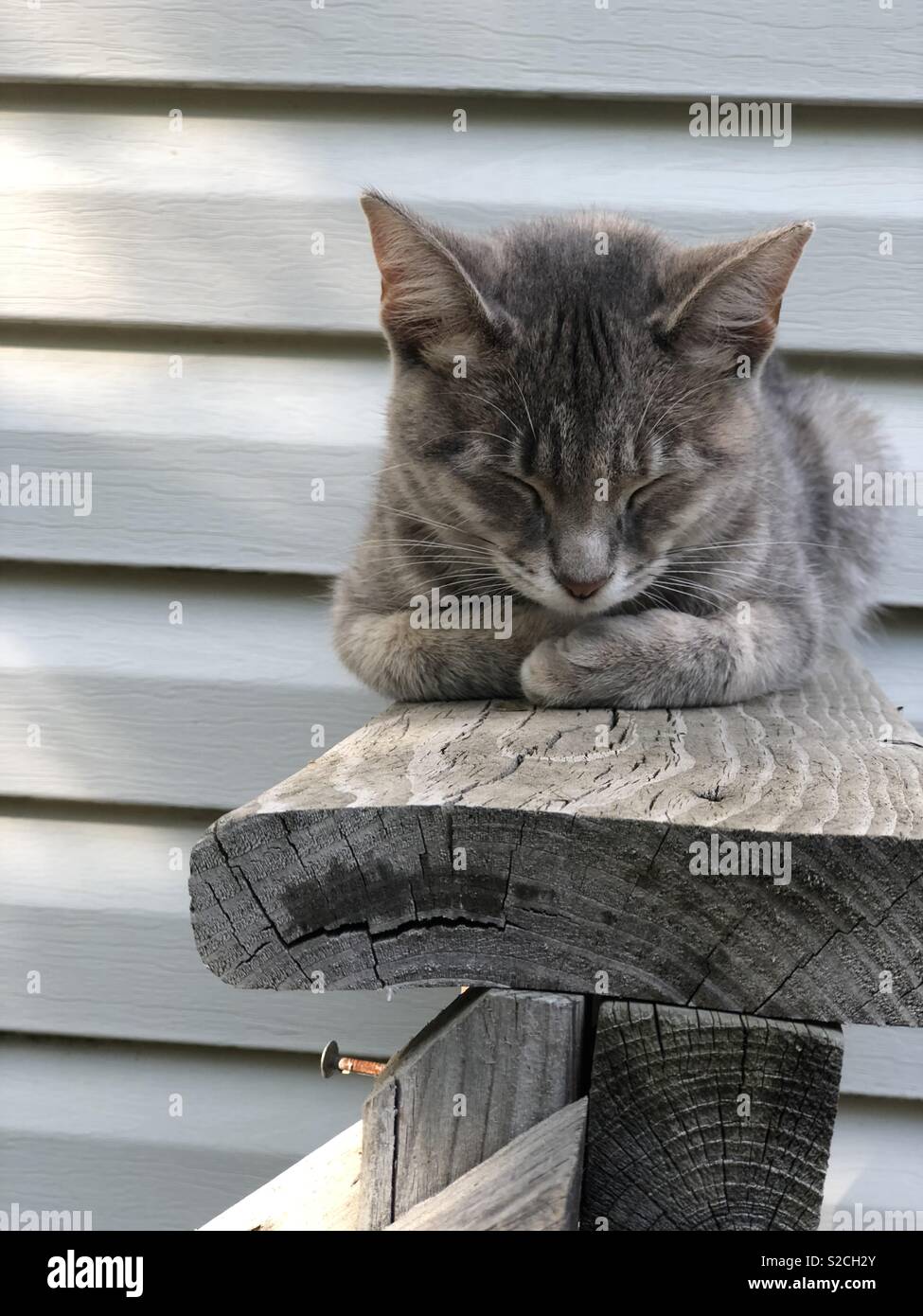 Cat nap hi-res stock photography and images - Alamy