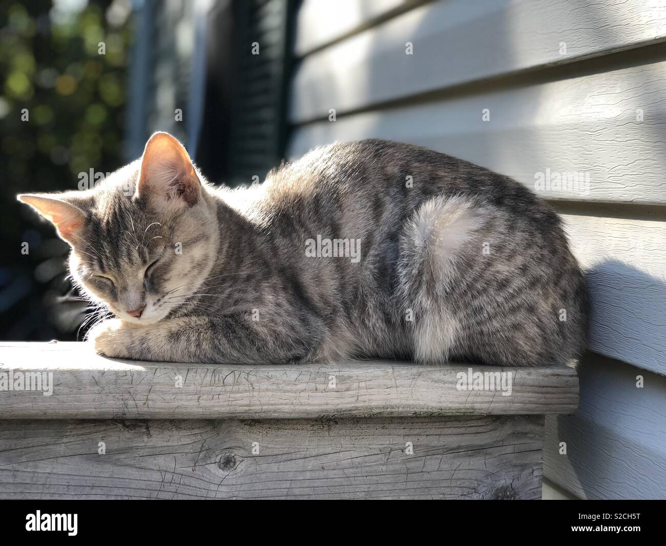 Sunshine cat hi-res stock photography and images - Alamy