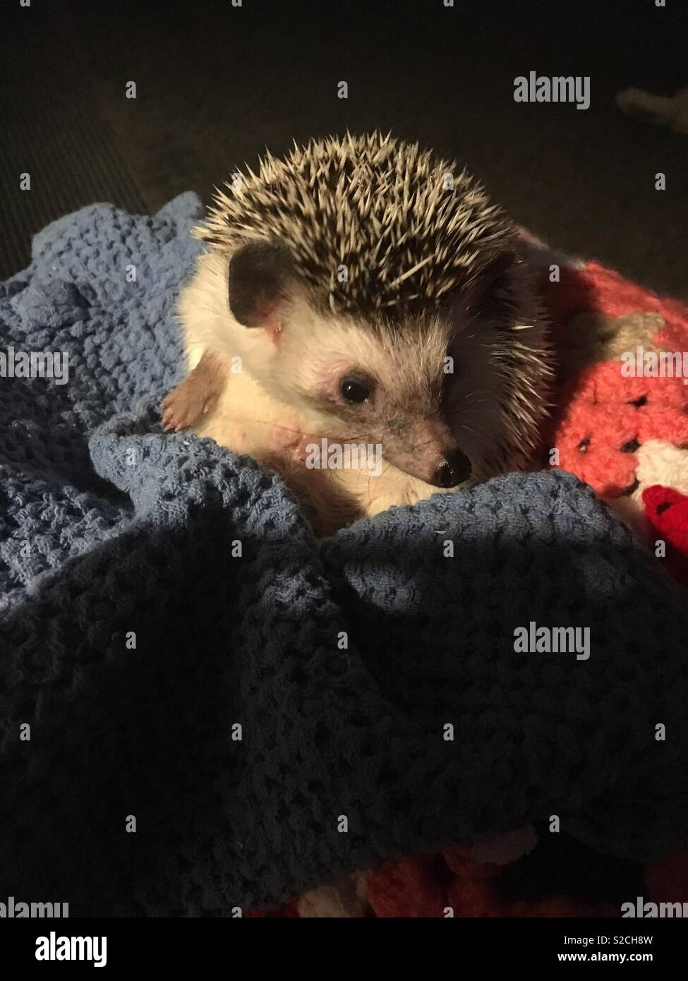 Pygmy Hedgehog High Resolution Stock Photography and Images - Alamy
