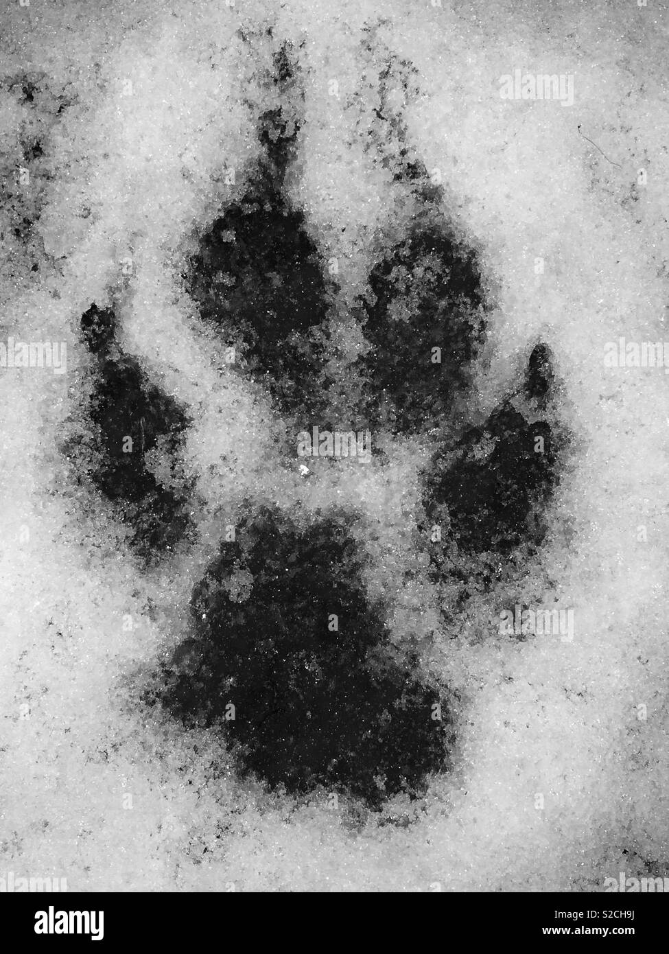 Labradors first footprint in snow Stock Photo - Alamy