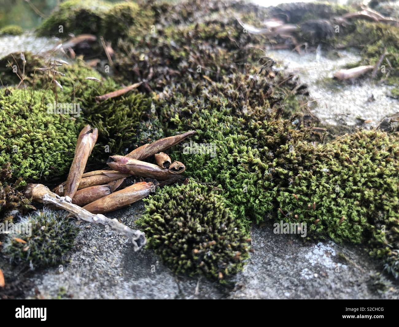 Moss on a bridge in Cambridge Stock Photo - Alamy