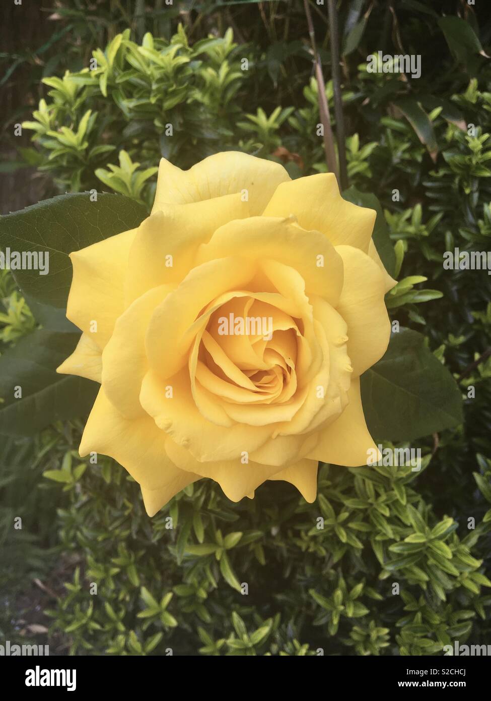 Mellow yellow hi-res stock photography and images - Alamy