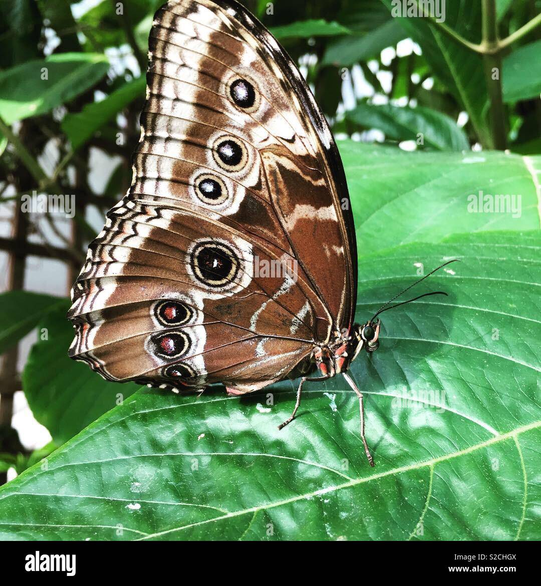 The butterfly farm Stock Photo - Alamy