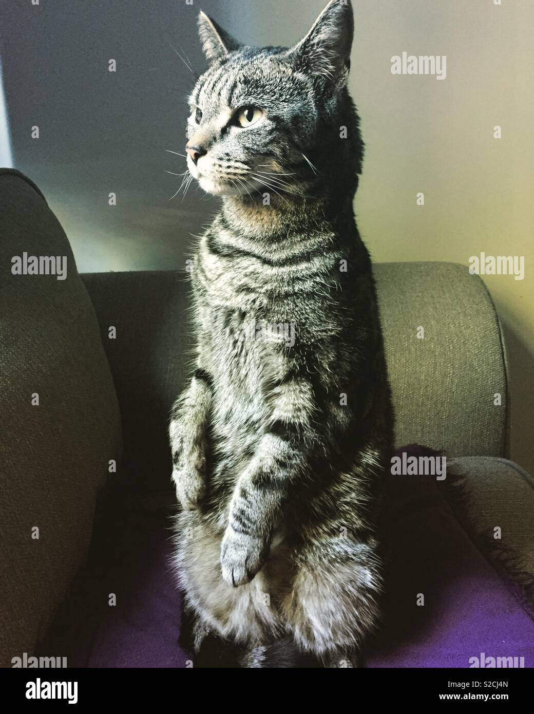 Meer cat cute hi-res stock photography and images - Alamy