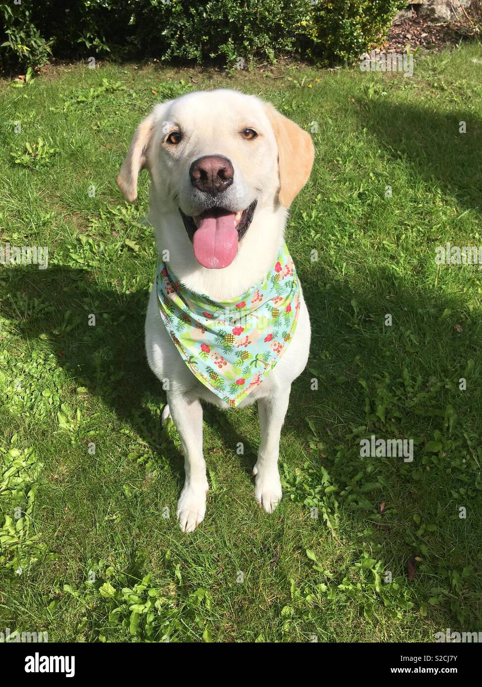 Happy labrador hi-res stock photography and images - Alamy